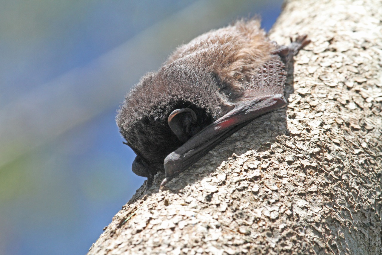 Living Links | Magnificent microbats